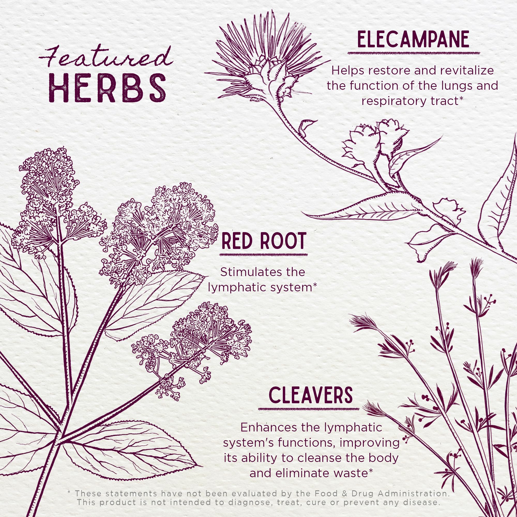 elecampane extract for respiratory health
