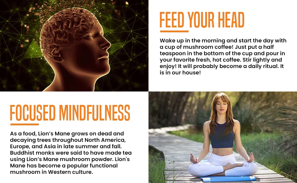 Ellie's Best lion's mane extract