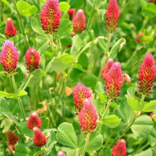 embrace lost art of herbal healing