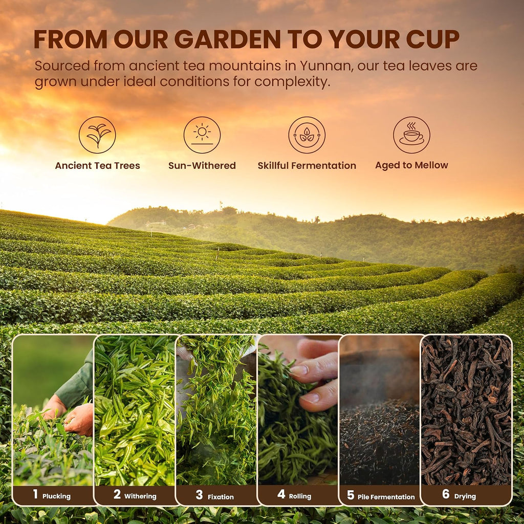 energizing herbal tea for wellness