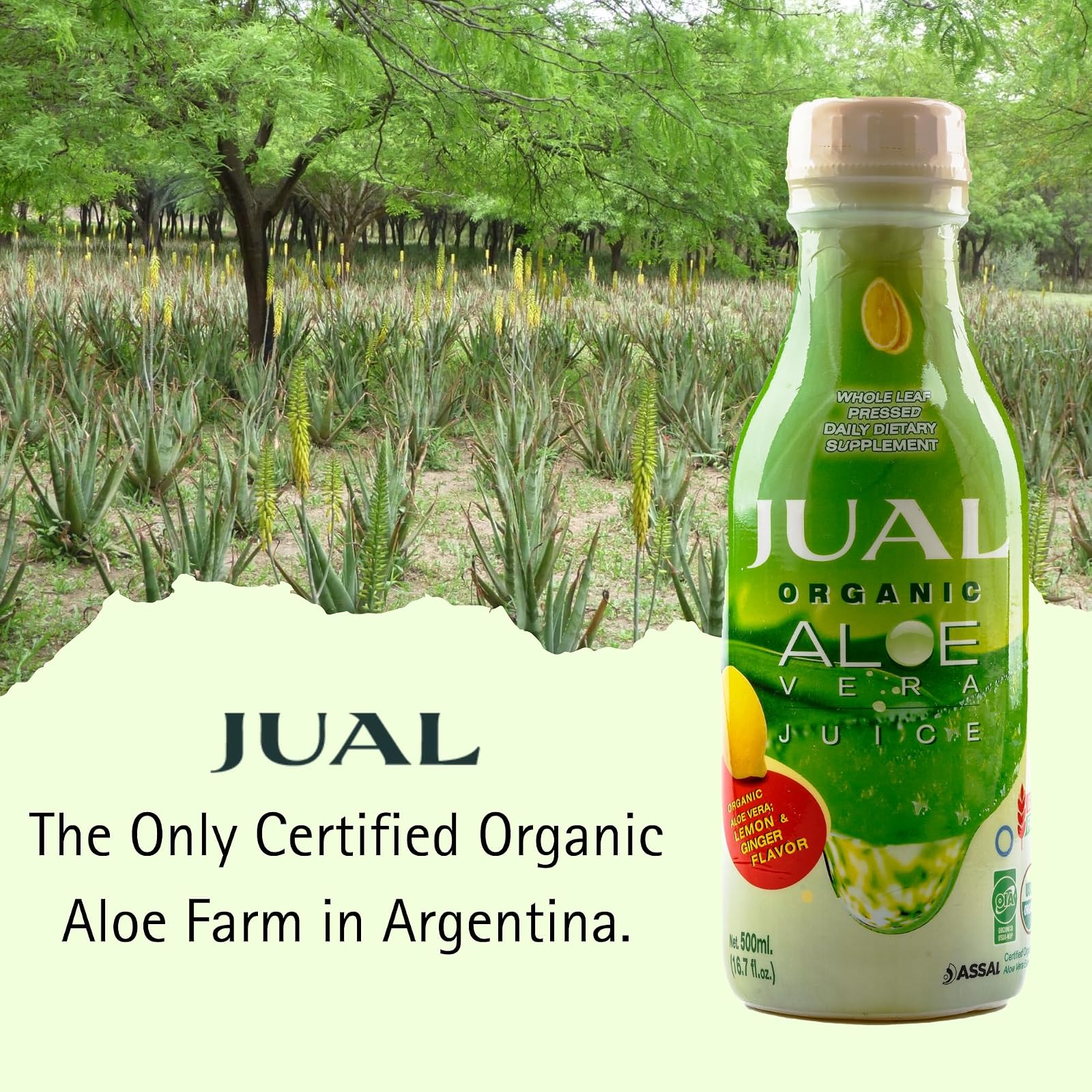 energizing lemon ginger aloe vera beverage