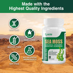 energy boost from sea moss and ashwagandha