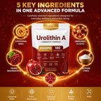 energy-boosting Urolithin A formula