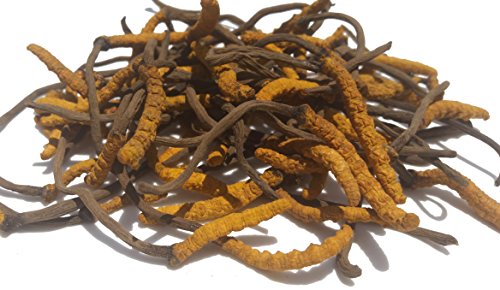 energy enhancing mushroom supplements