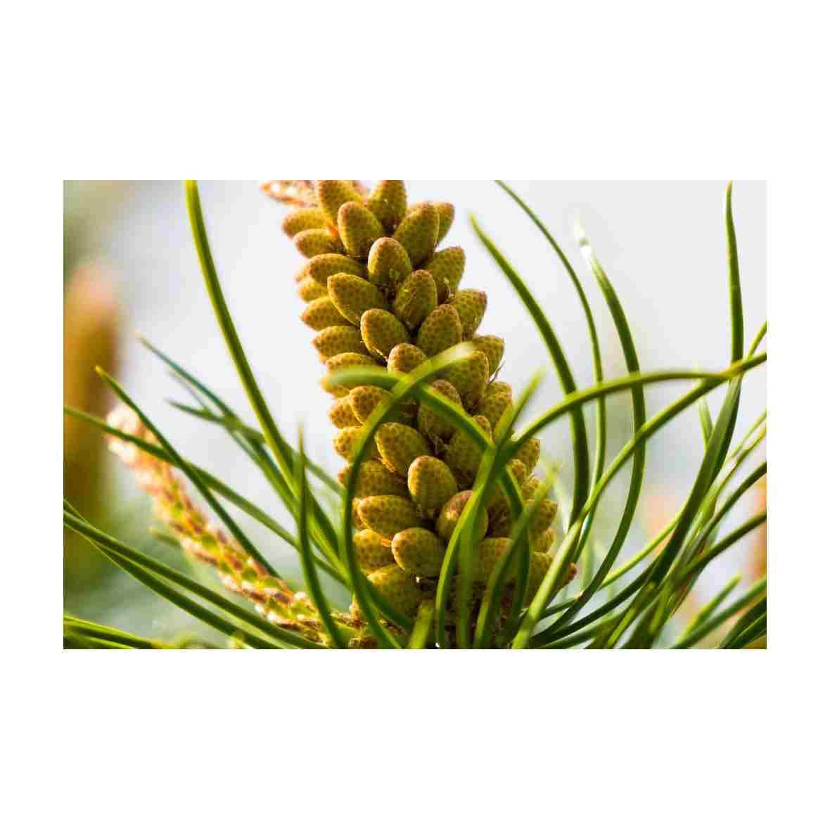 energy enhancing pine pollen supplement