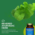 enhance cognitive function ginkgo biloba