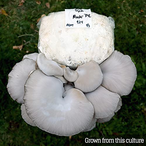 Enhance dishes with blue oyster mushrooms