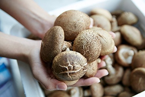 enhance dishes with mushroom powder