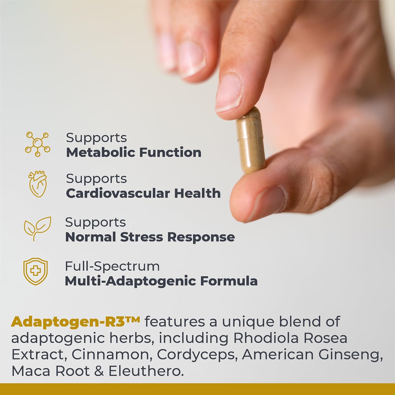 enhance energy levels rhodiola