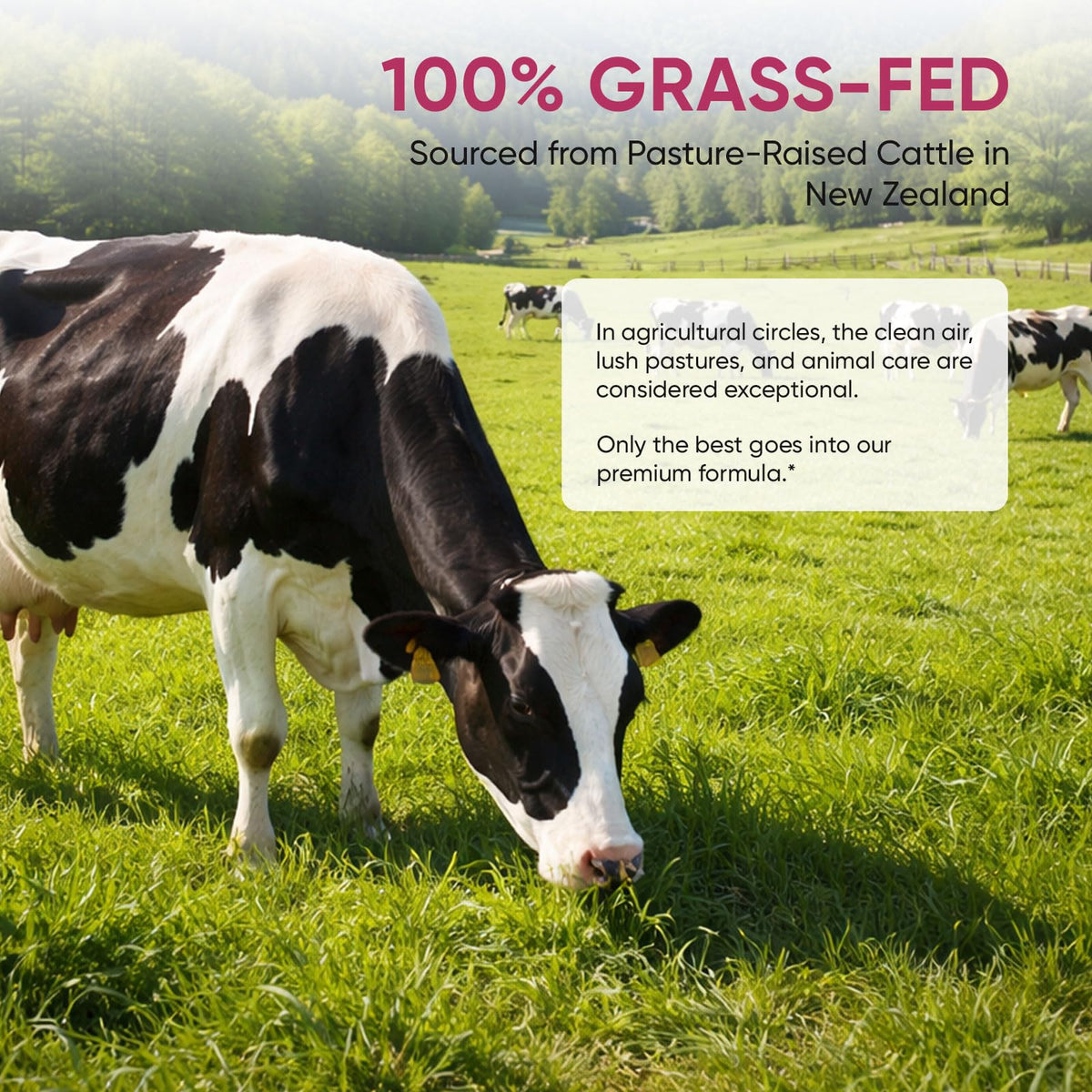 enhance energy with beef organs