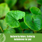 Enhance focus with Gotu Kola powder