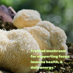 enhance focus with lion's mane