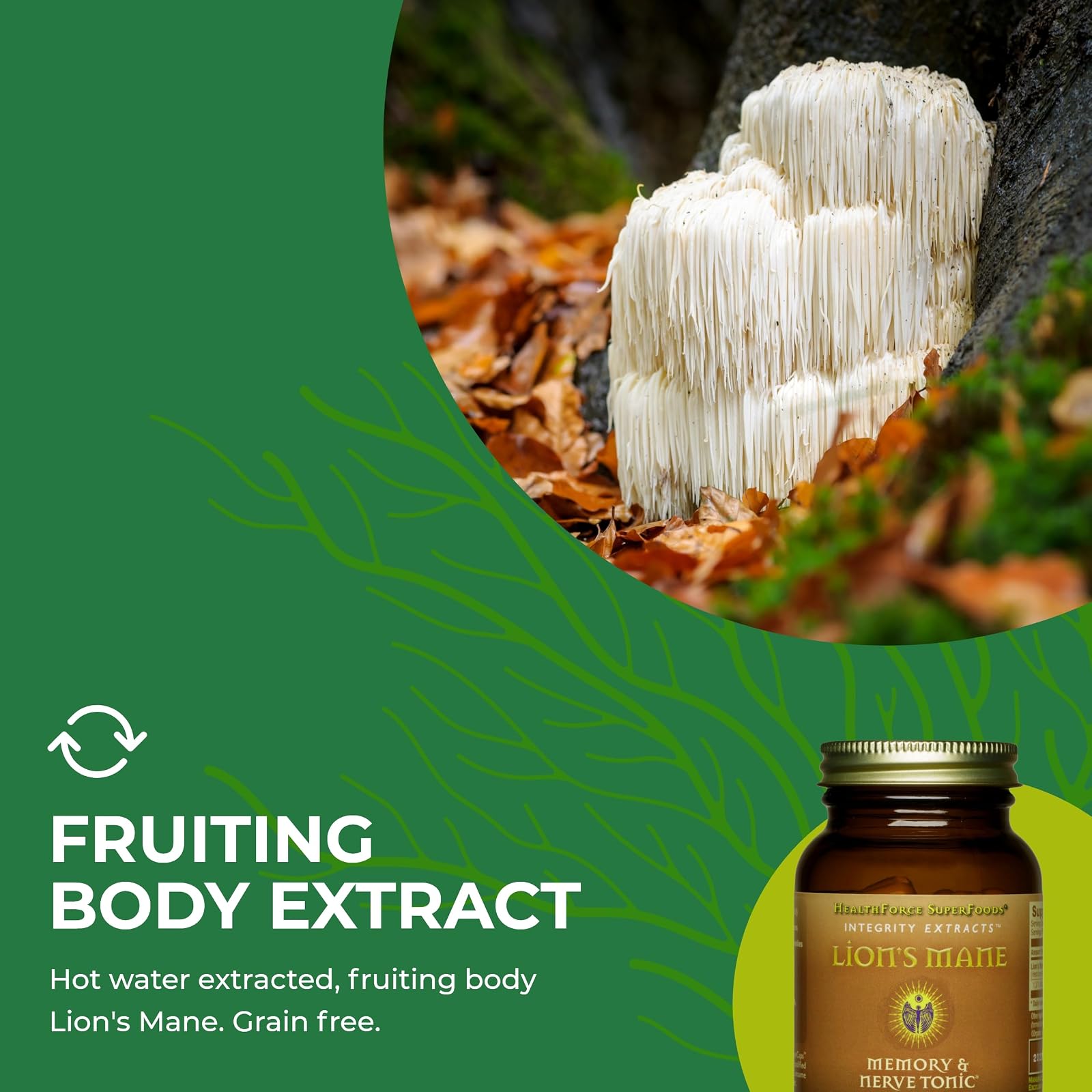 enhance focus with Lion's Mane