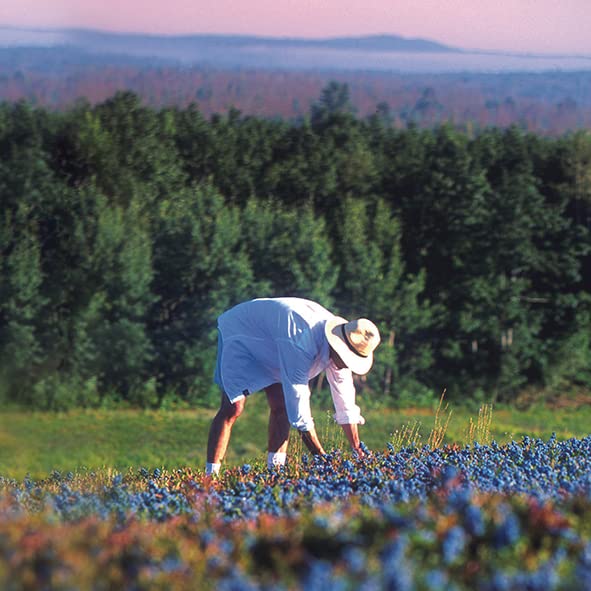 enhance health with blueberry powder