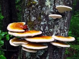 Enhance health with Yellow Reishi mushrooms