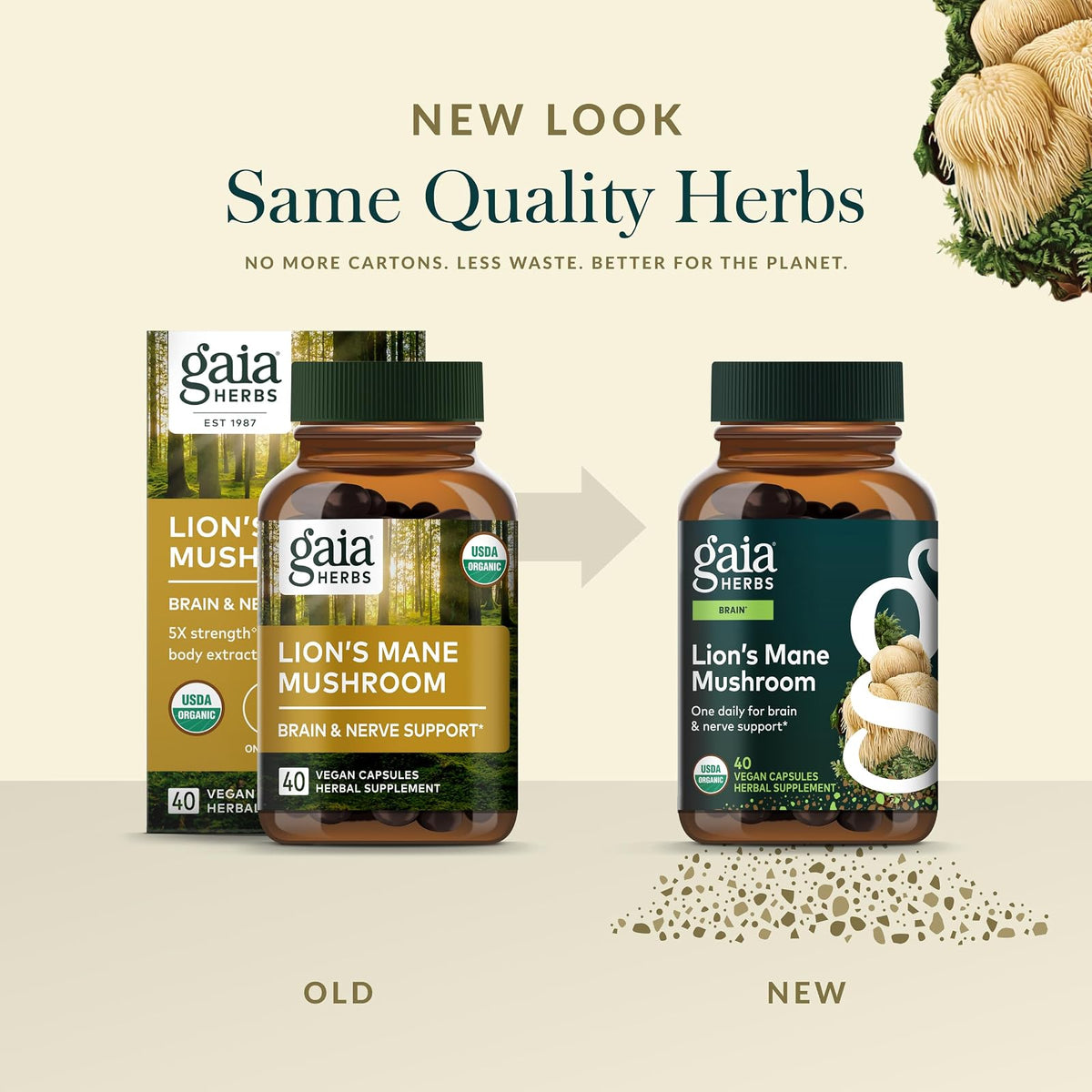 enhance memory with lion's mane