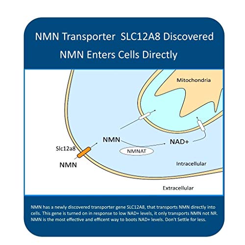 enhance metabolism with MAAC10 NMN