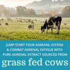 enhance vitality with Adrenergy