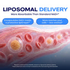 Enhance vitality with liposomal NAD+