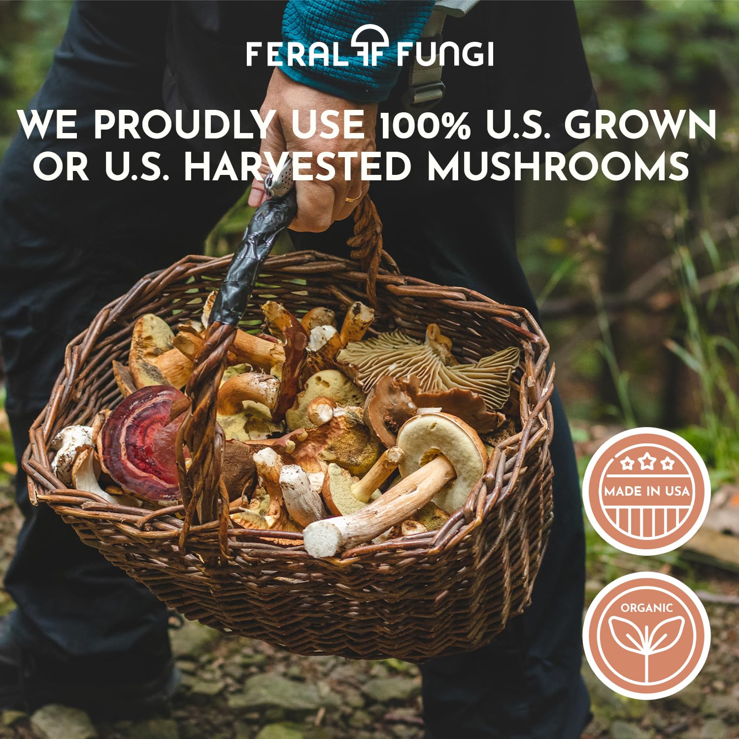 enhance vitality with mushroom supplements