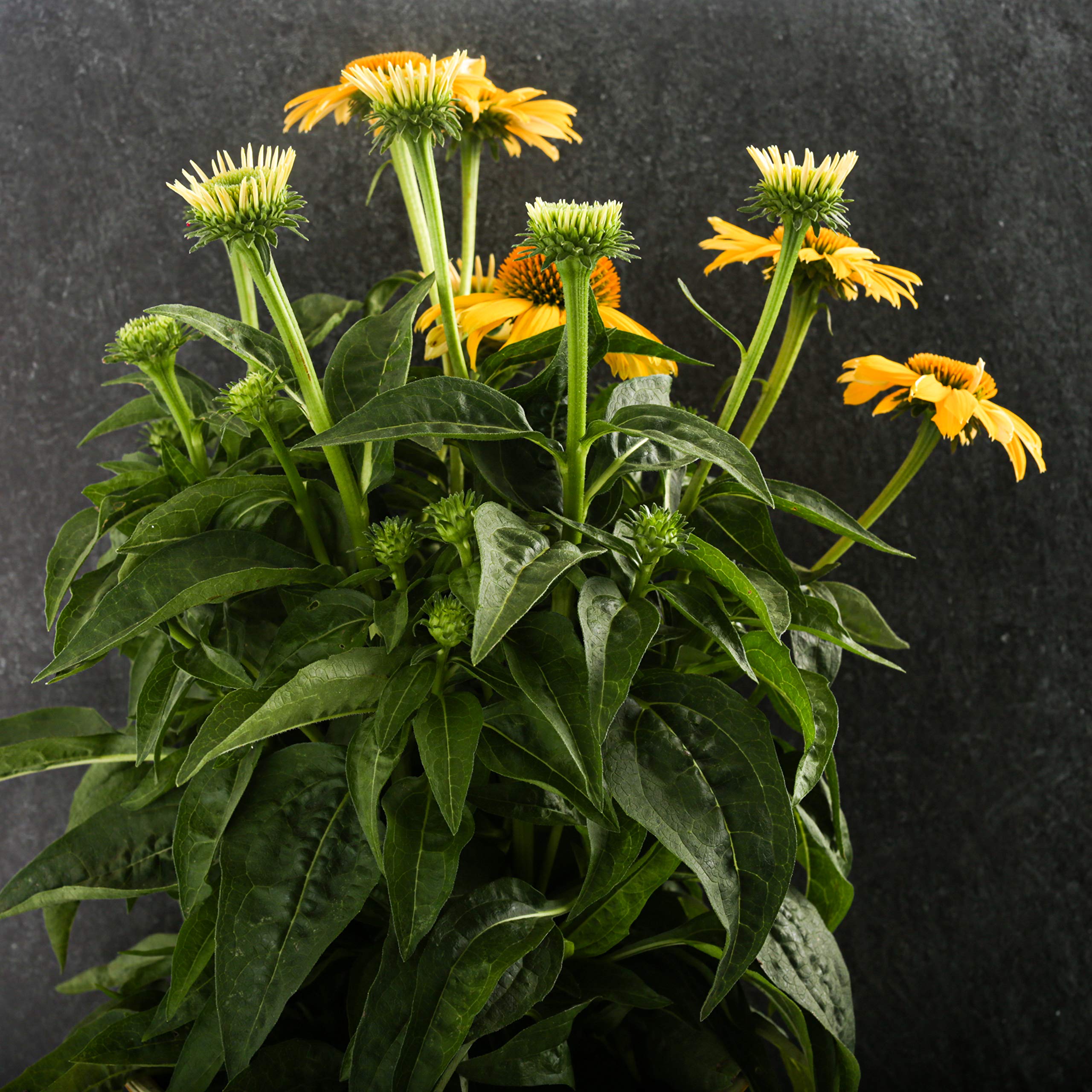 enhance wellness with echinacea plant