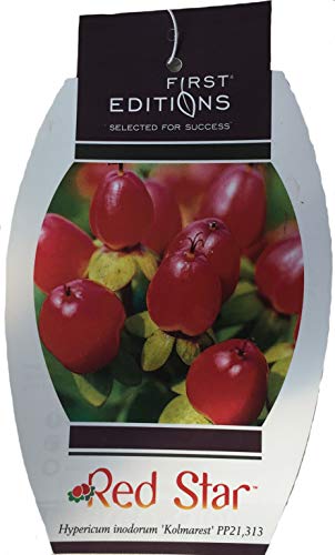 enhance wellness with st. john's wort