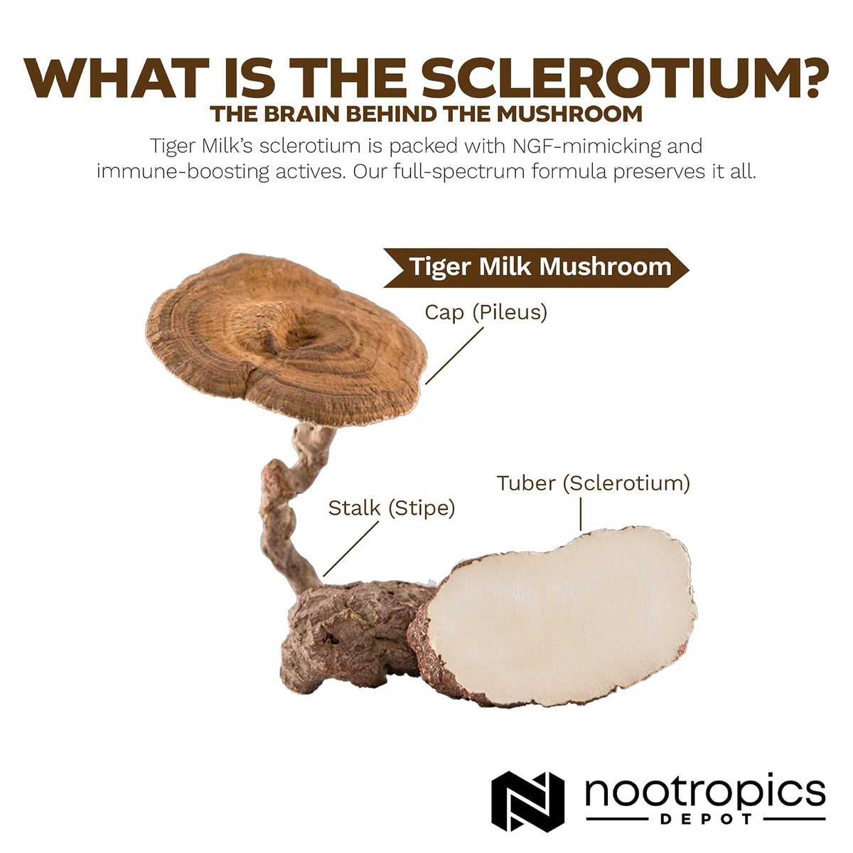 Enhance wellness with Tiger Milk Mushroom