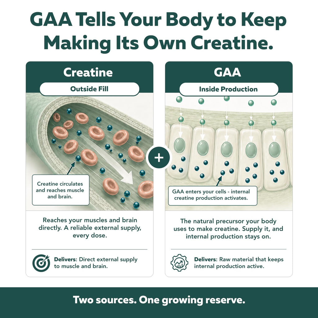 Enhance workout performance with creatine