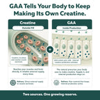 Enhance workout performance with creatine