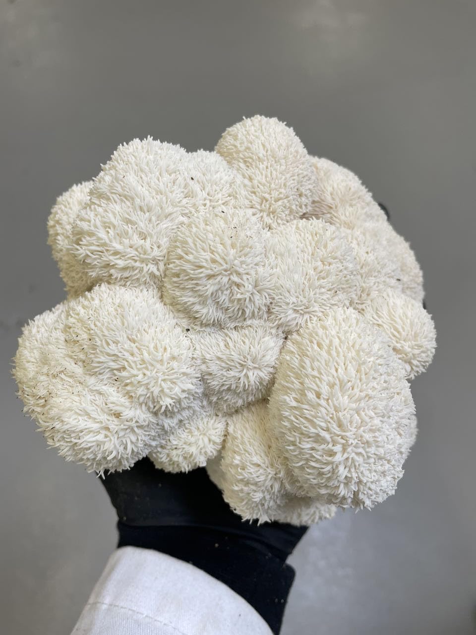 enhance your diet with mushrooms