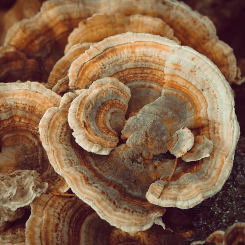Enhance your diet with Turkey Tail mushrooms