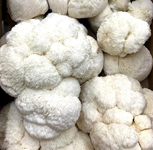 enhance your mushroom growing skills