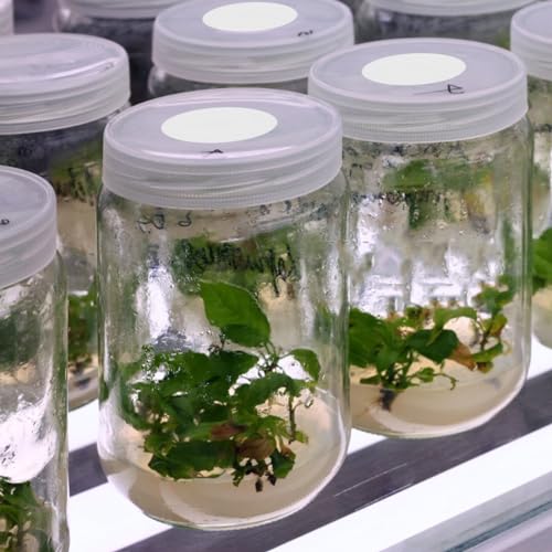 enhance your mushroom yield