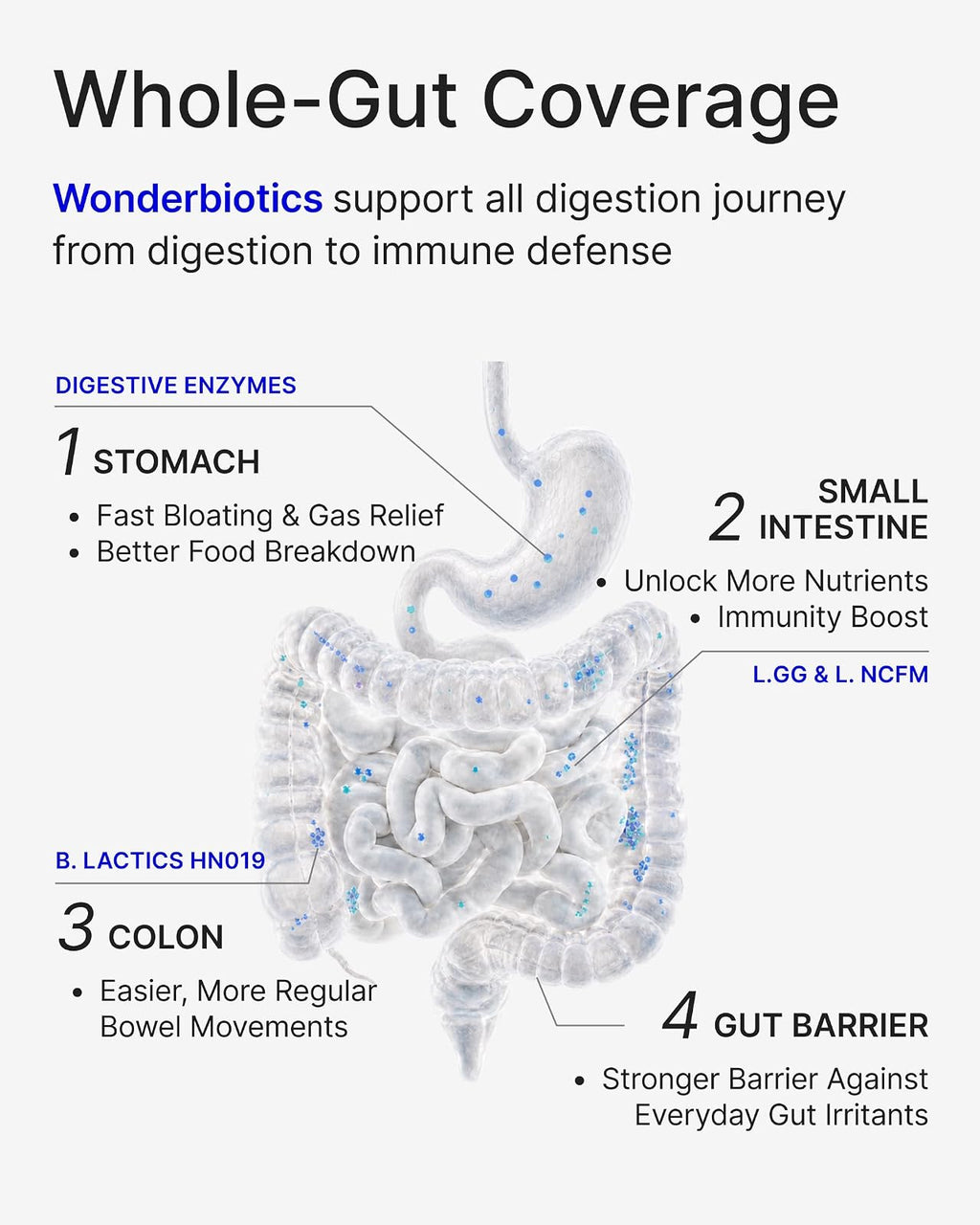 enhanced gut flora balance