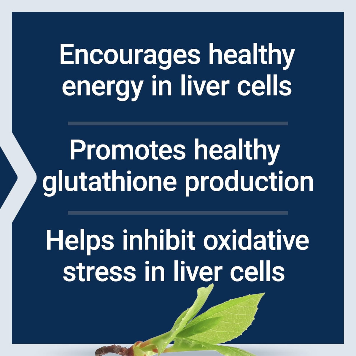 enhanced liver function formula