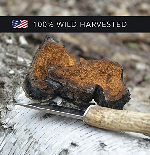enjoy chaga mushrooms daily