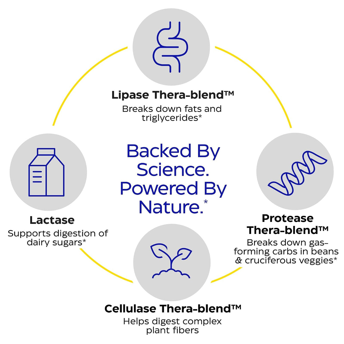 Enzymedica probiotics for better digestion