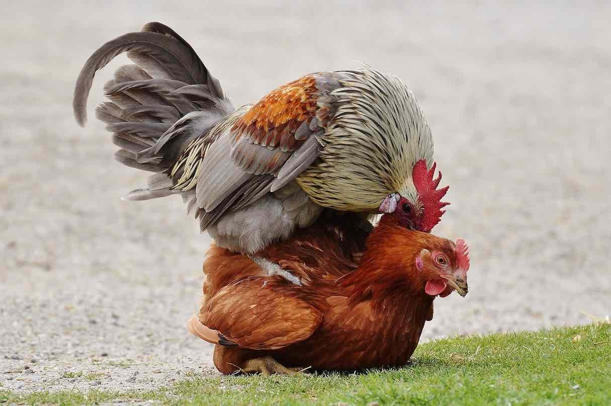 Essential B12 for rooster growth
