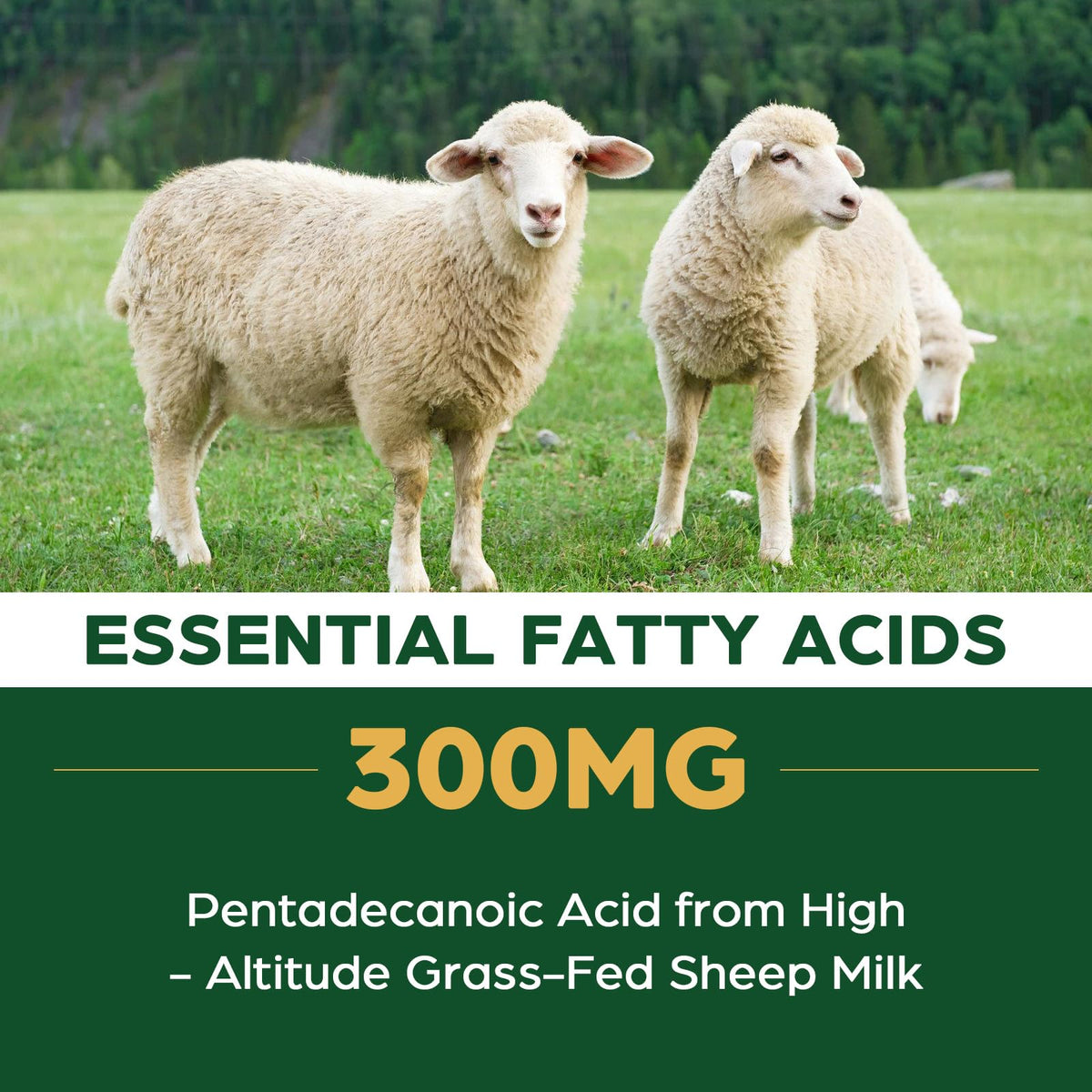 essential fatty acids for health