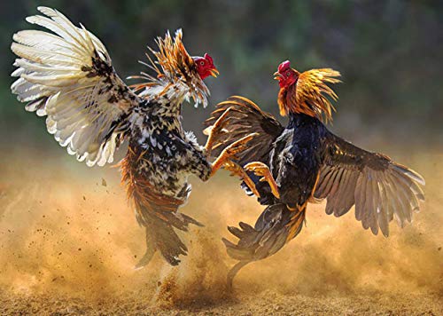 essential minerals for healthy chickens