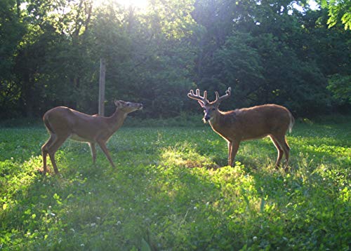 Essential nutrients for deer growth