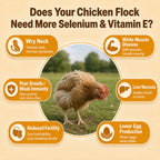 Essential vitamins for healthy chickens