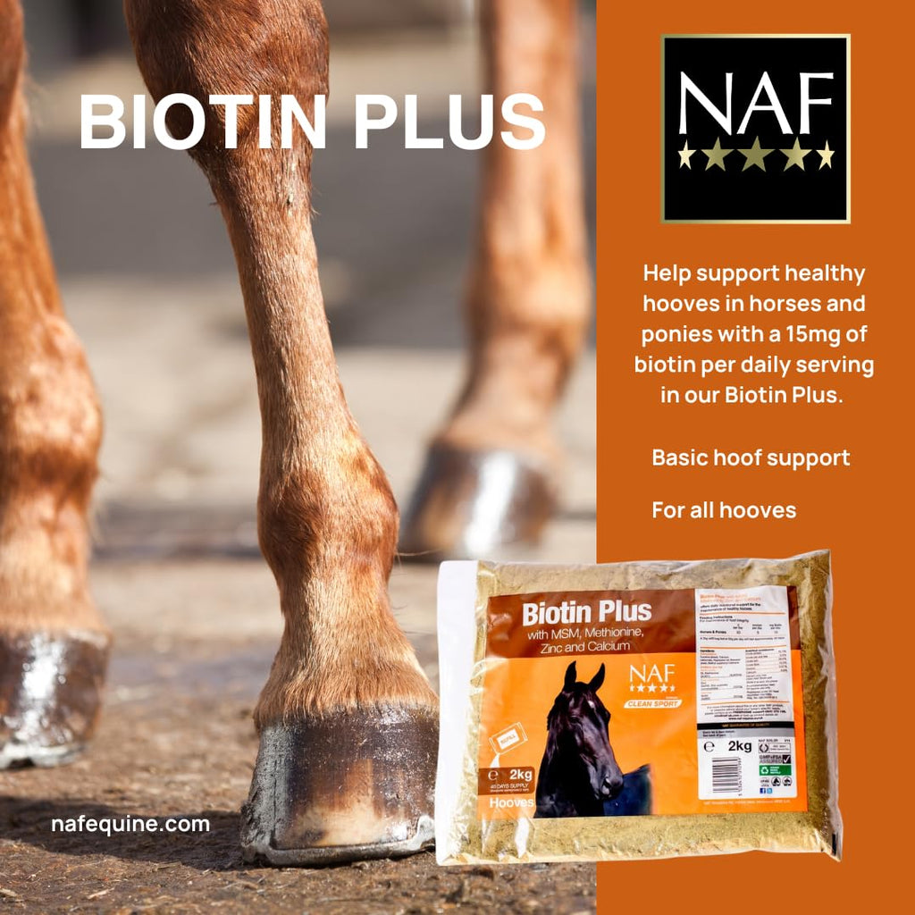 essential vitamins for horses