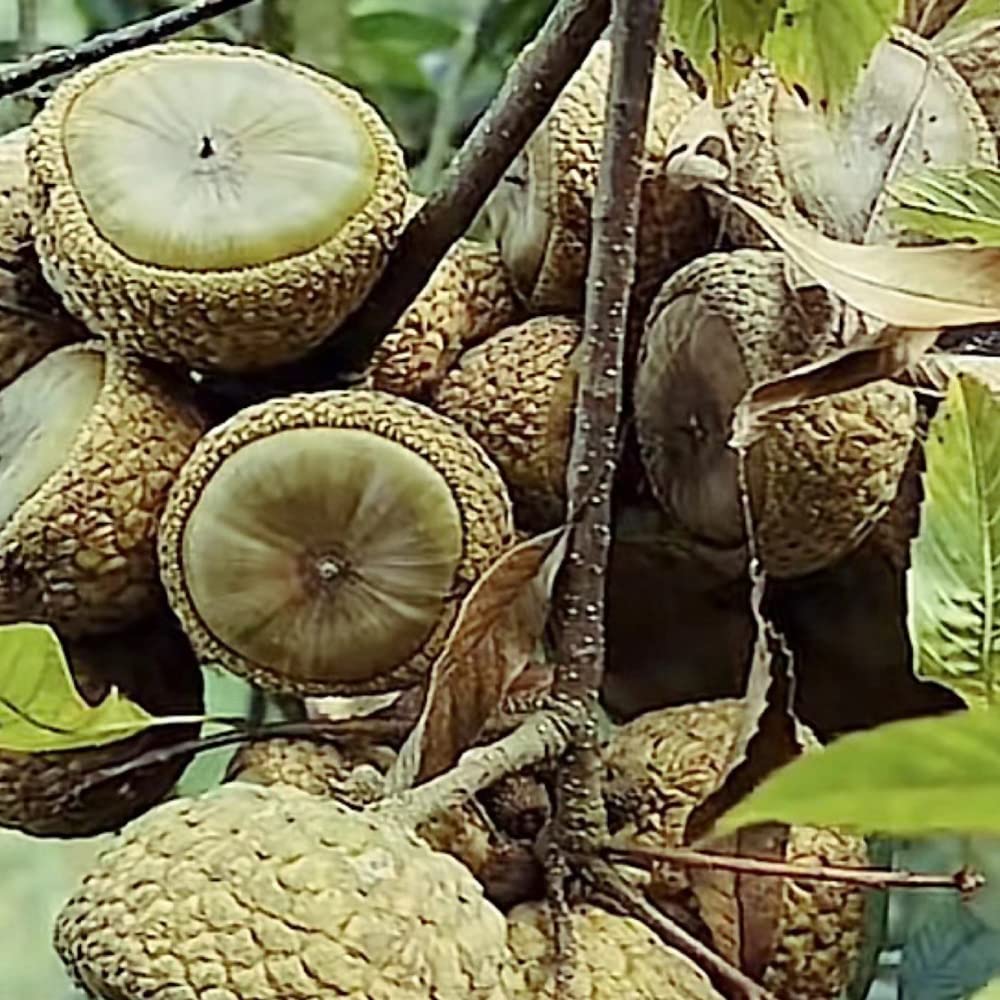 essential vitamins in Hyacinth fruit