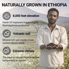 Ethiopian black seed oil capsules