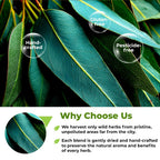 eucalyptus leaves for enhancing herbal teas