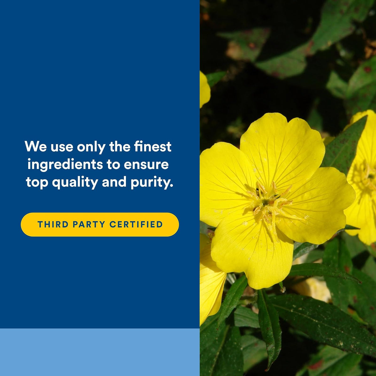 evening primrose oil for skin health