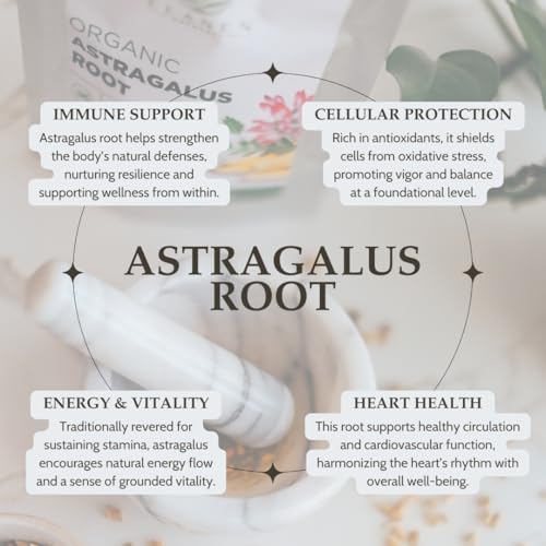 explore astragalus root uses