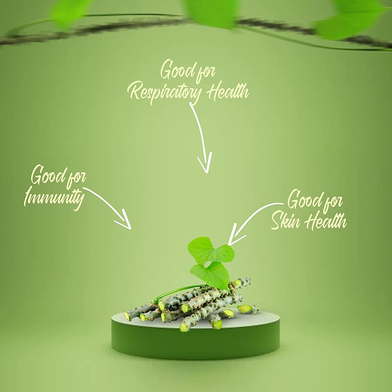 explore giloy plant advantages