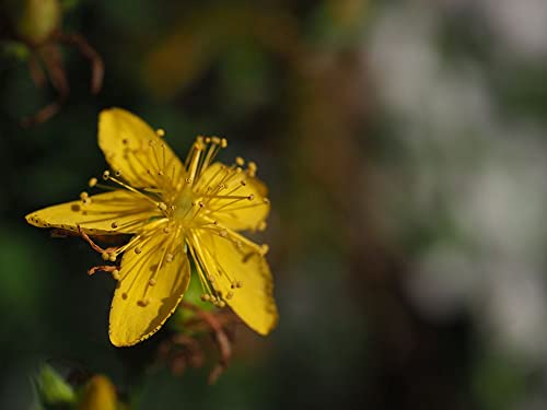 explore st. john's wort benefits